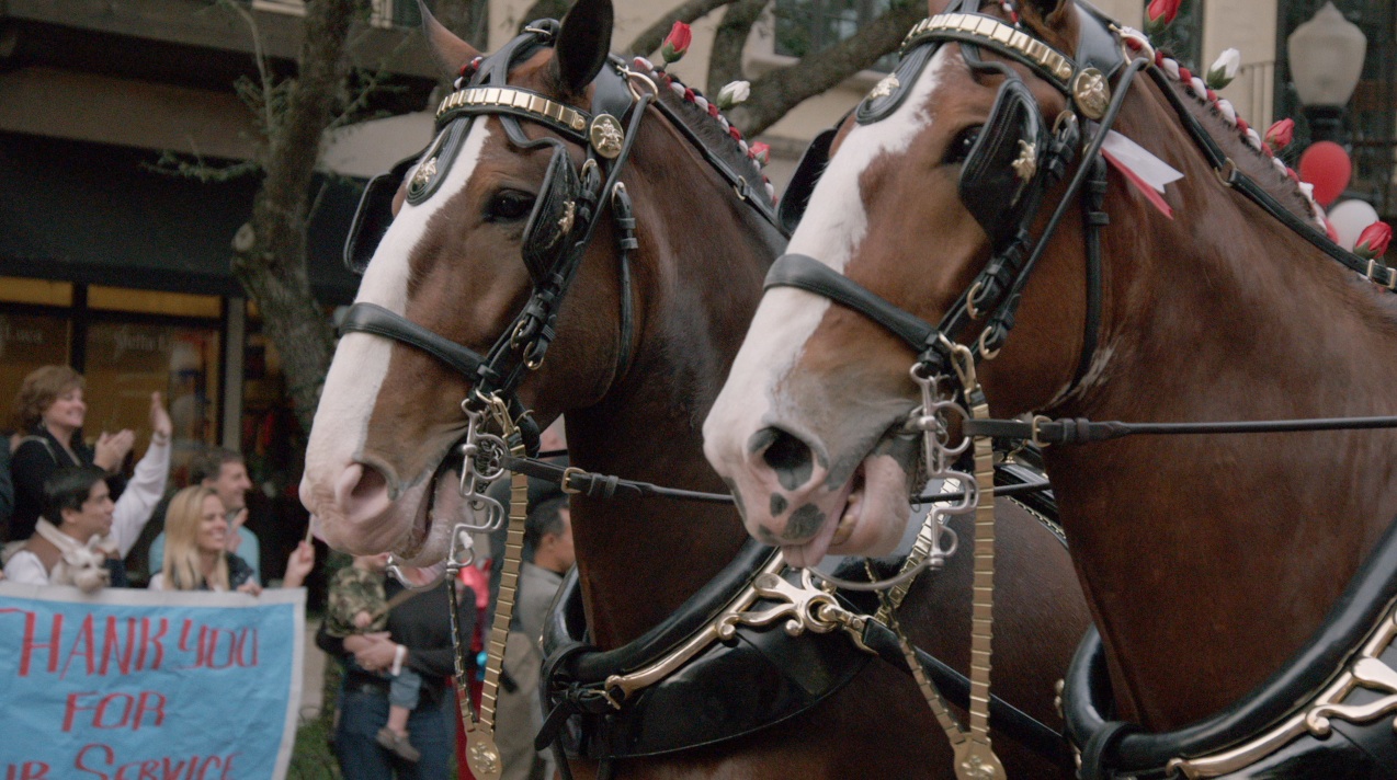 World-Famous Budweiser Clydesdales Help To Ring in the New Year ...