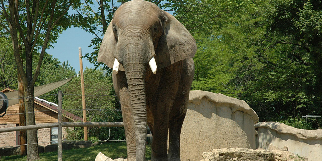 Grant's Farm Elephant Bud Succumbs to Respiratory Infection | Anheuser ...